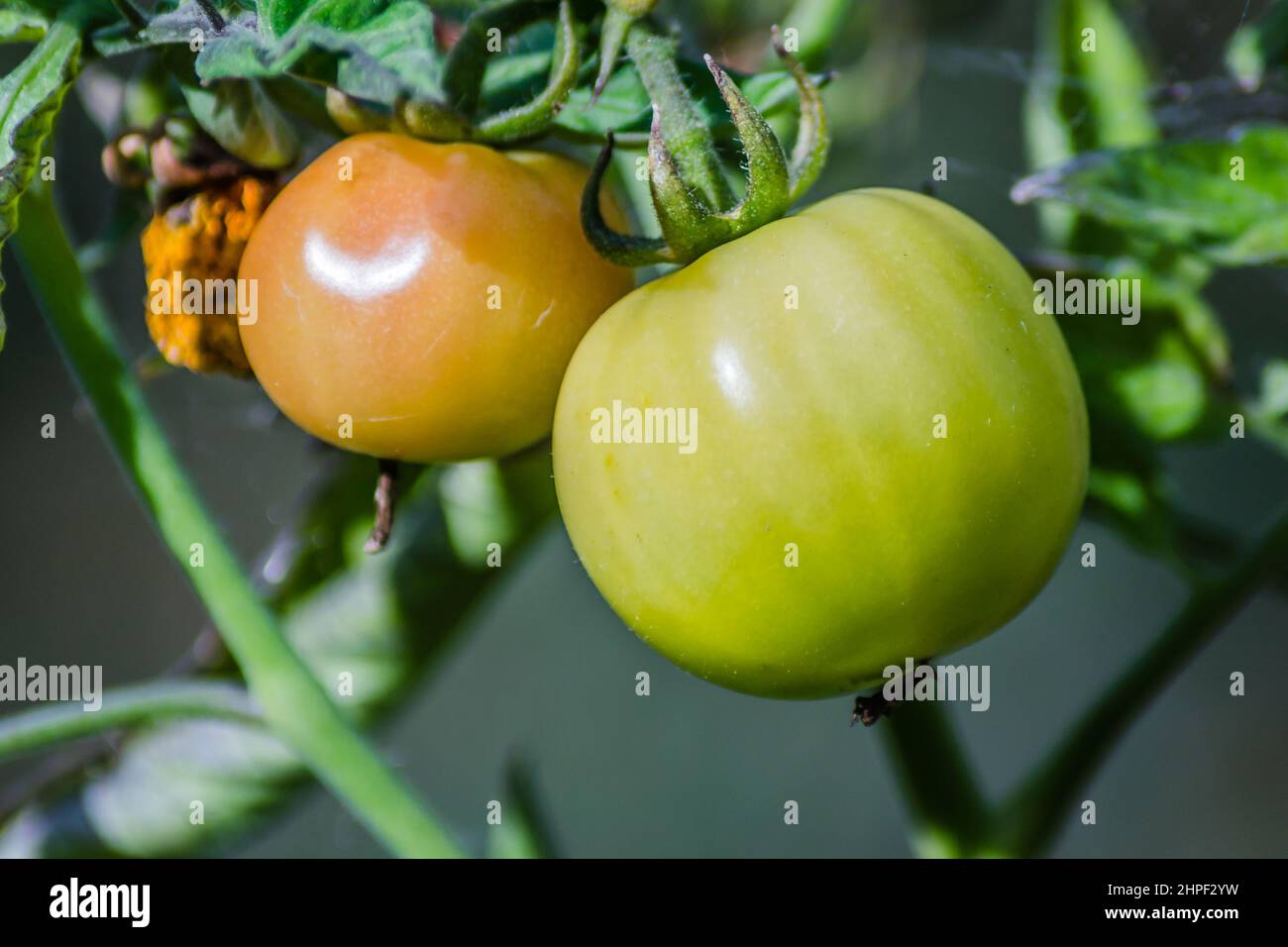Immature fruits hi-res stock photography and images - Alamy