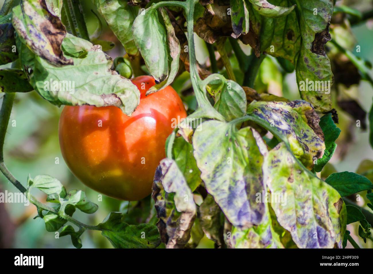 Green, immature fruits of tomato plants Stock Photo - Alamy