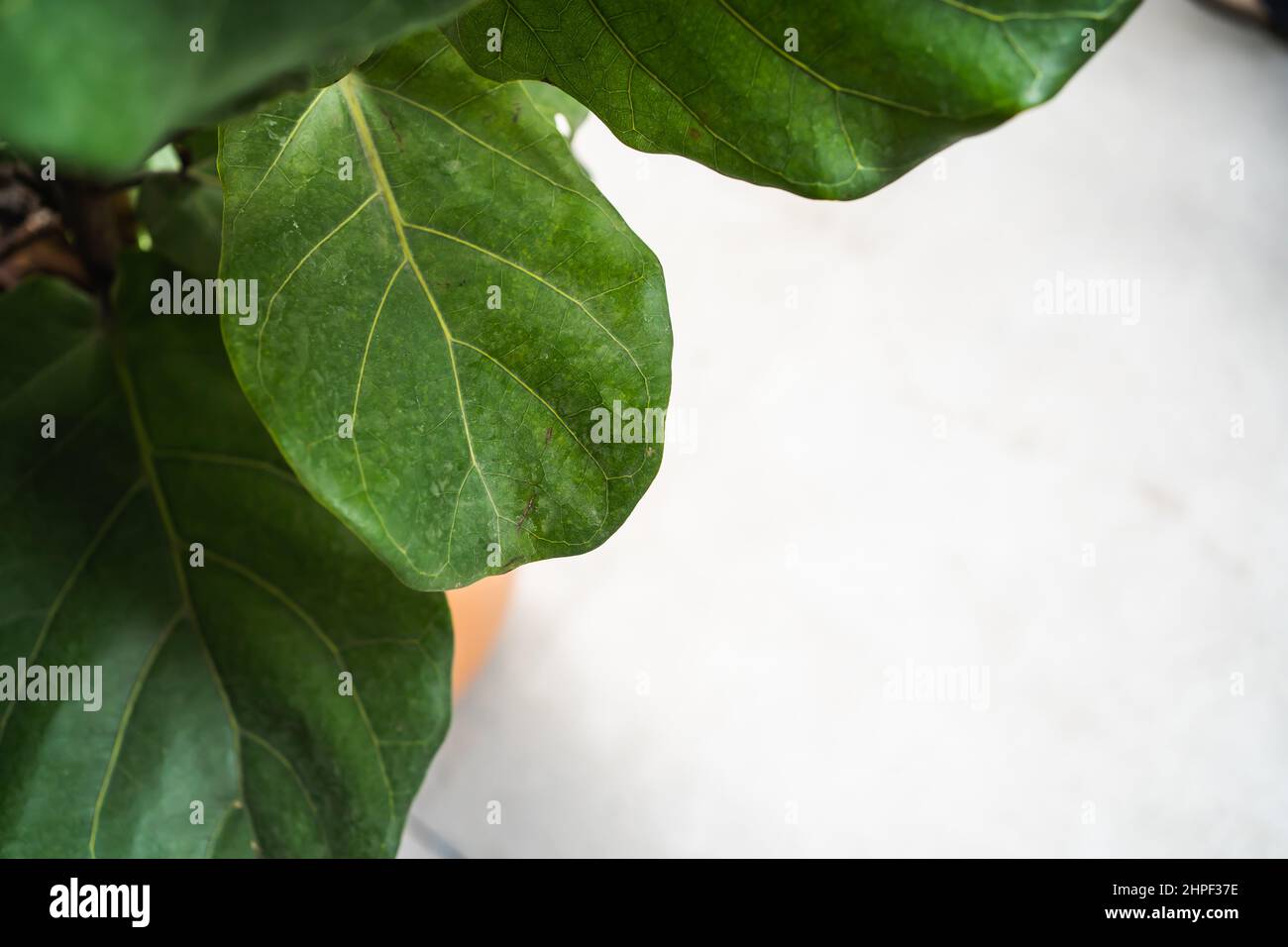 Fiddle leaf fig tree hi-res stock photography and images - Alamy