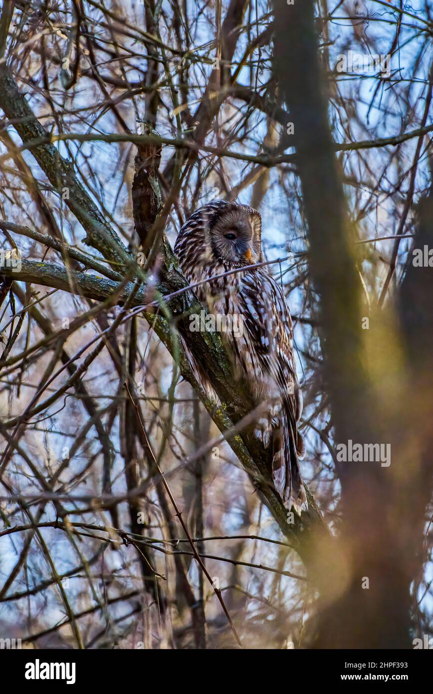 Real squirrel in tree hi-res stock photography and images - Alamy