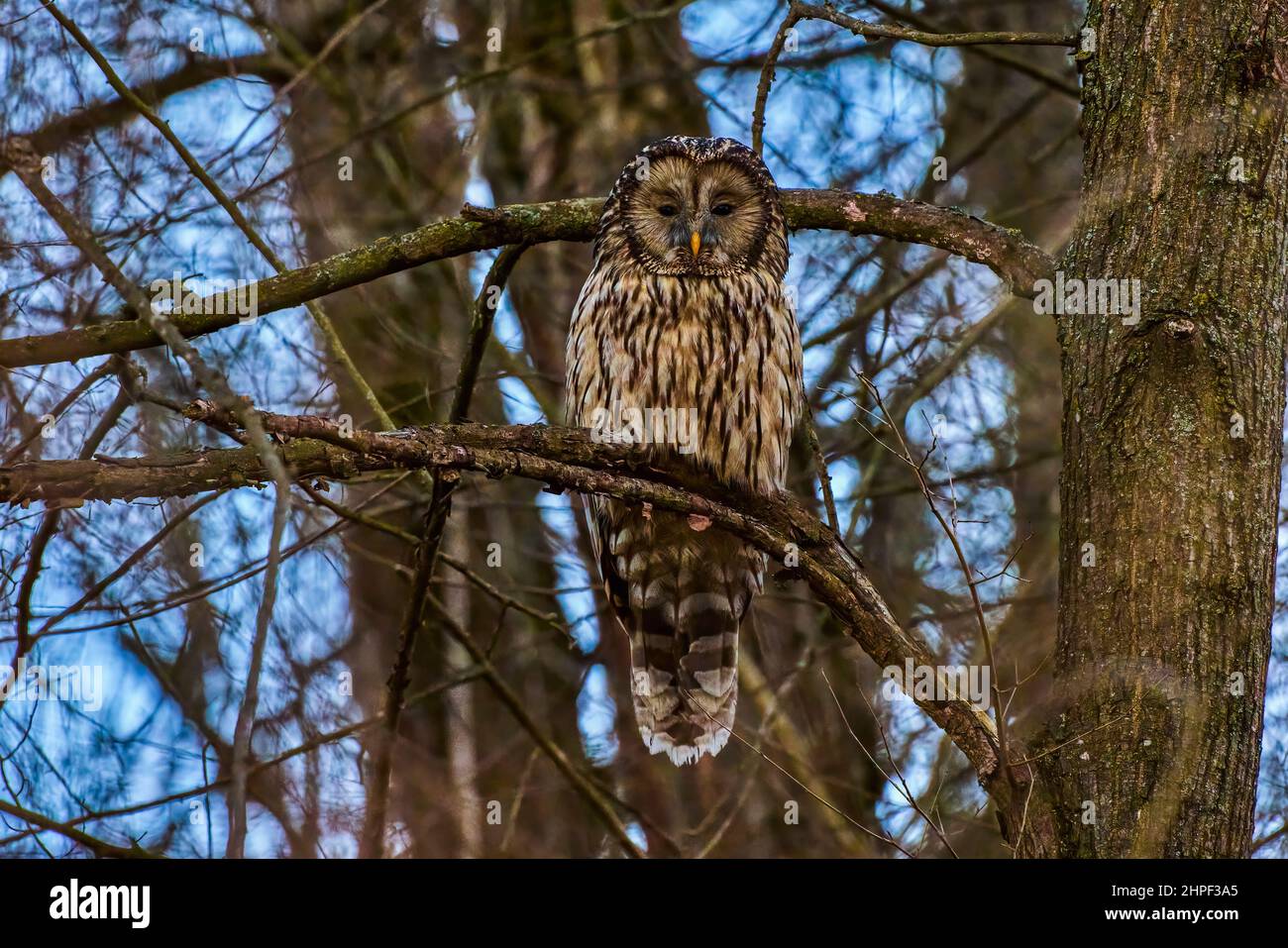 (Strix nebulosa) or bearded squirrel lives in dense coniferous forests ...