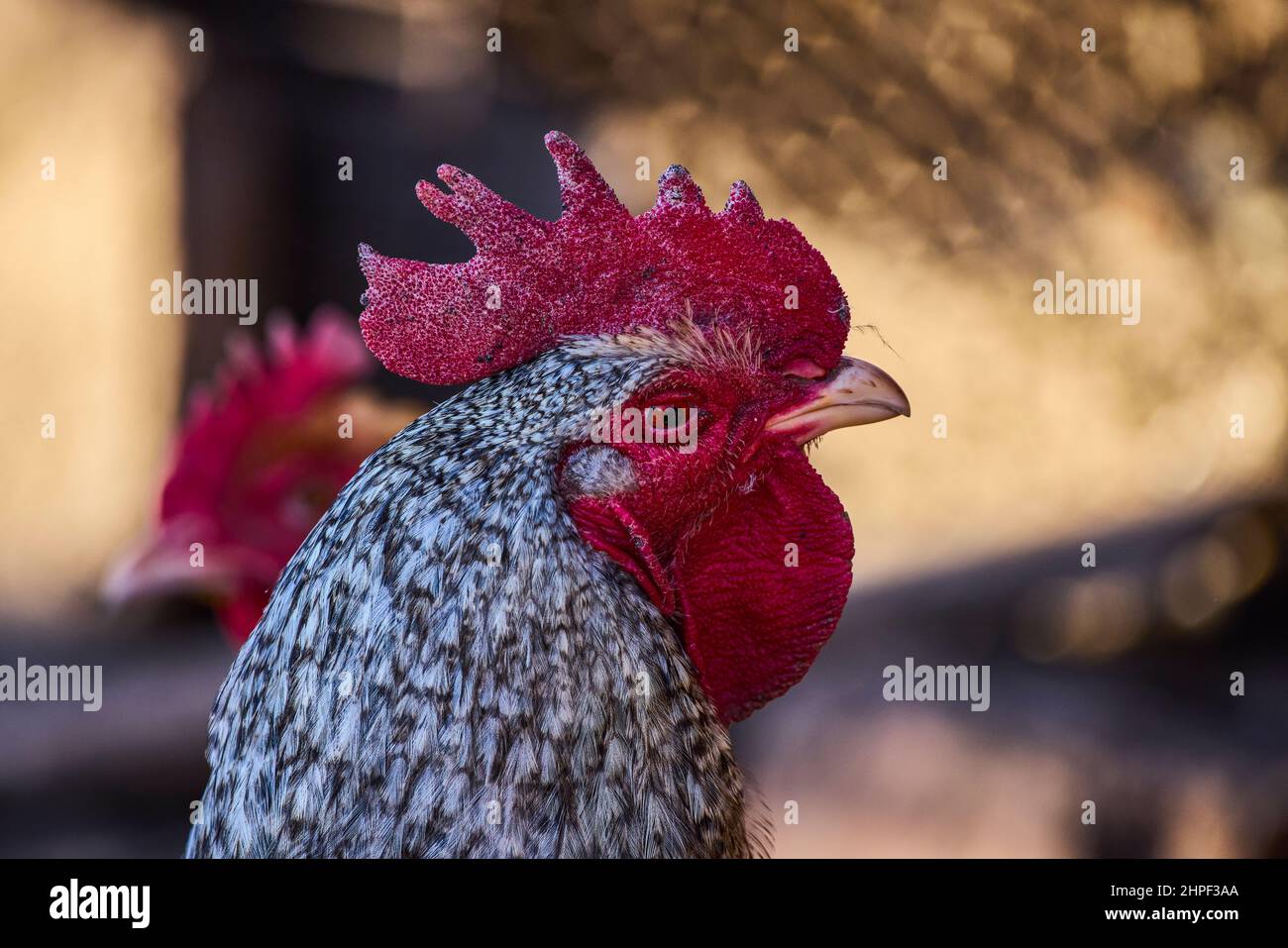 close up with a chicken head on a small farm Stock Photo - Alamy