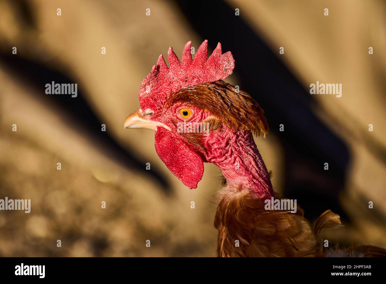 close up with a chicken head on a small farm Stock Photo - Alamy