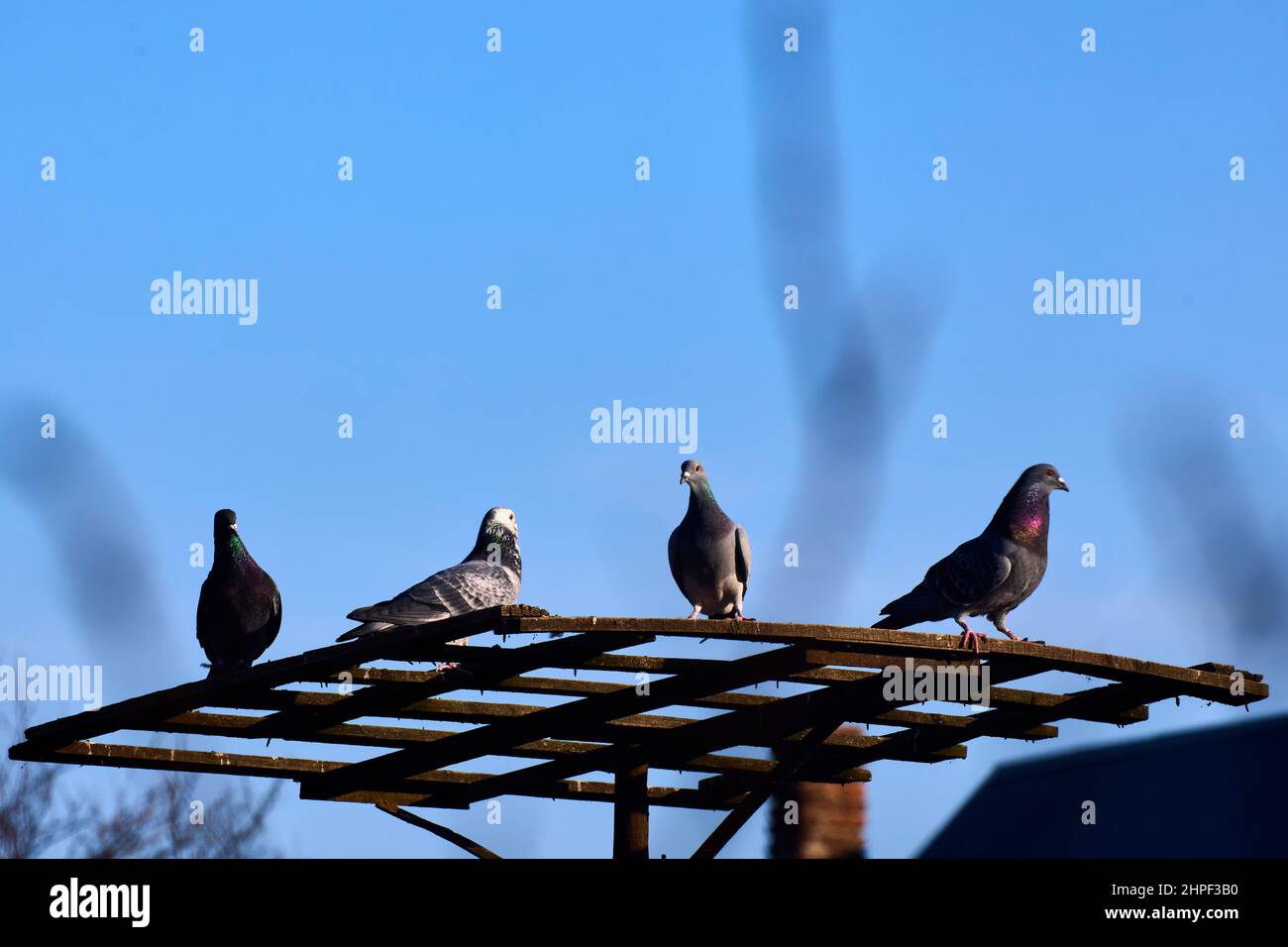 Animal Farm Pigeons