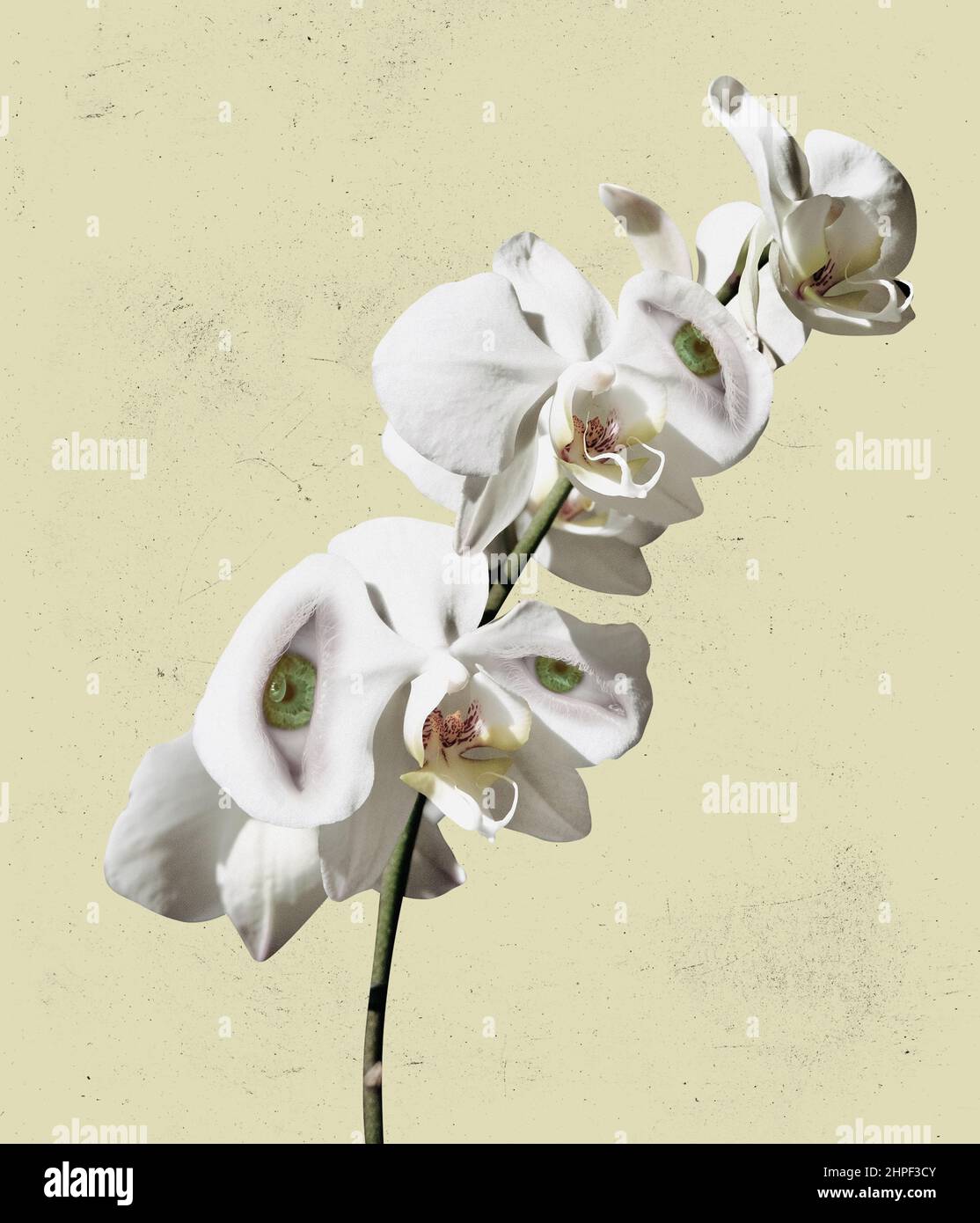 White orchid branch with human eyes inside it on light background ...