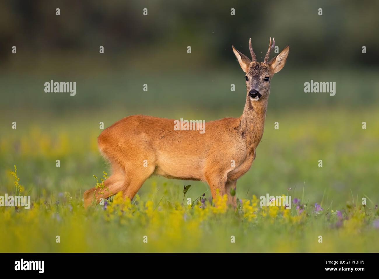 Roe deer, capreolus capreolus, observing on blooming meadow in ...