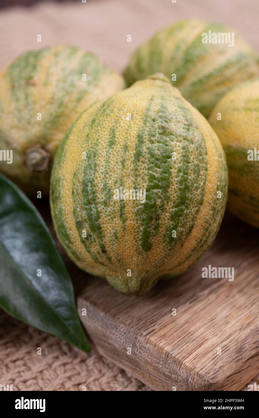 California citrus fruits, ripe colorful yellow-green Pink Tiger lemons ...