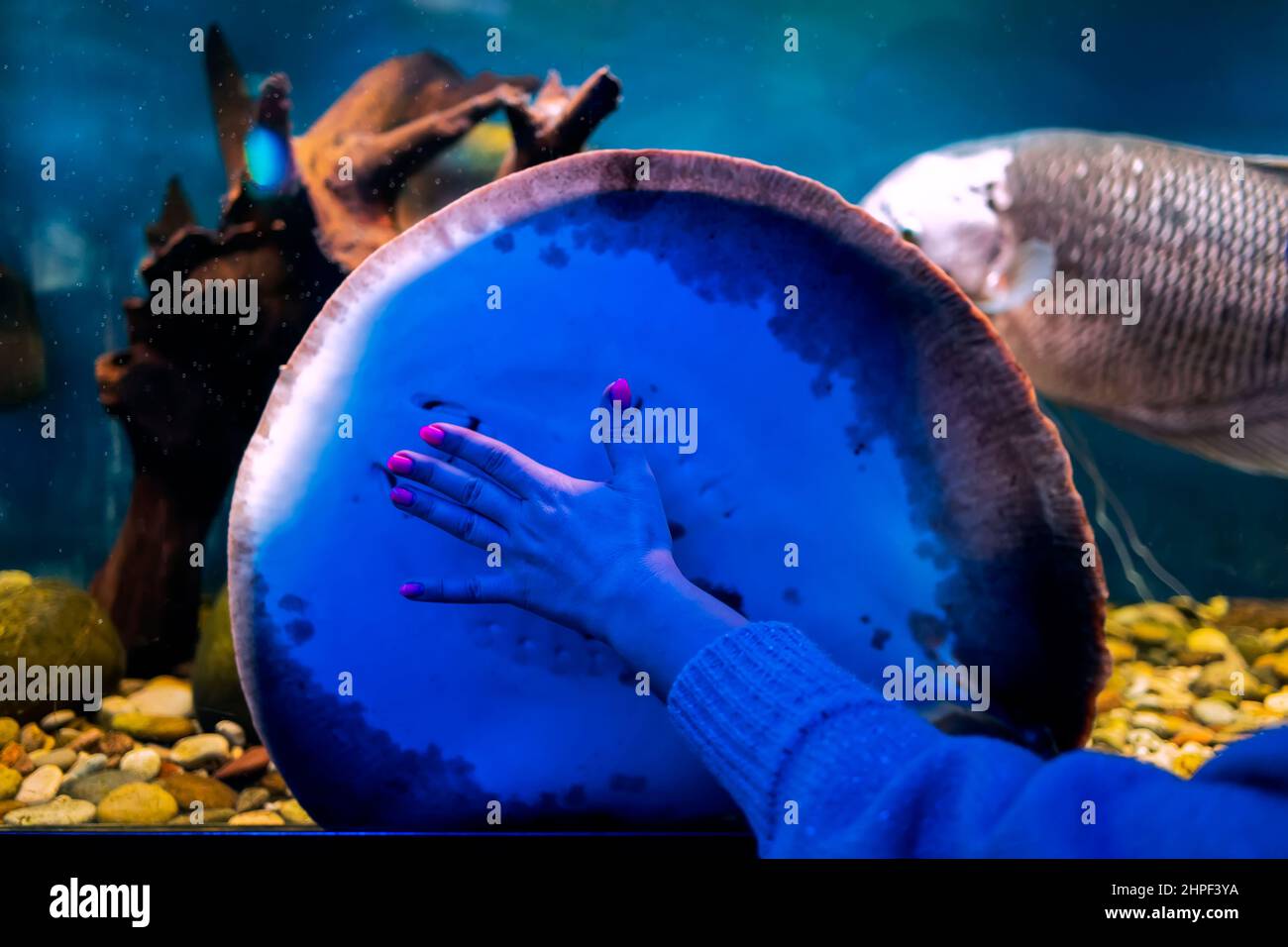Freshwater stingray hi-res stock photography and images - Alamy