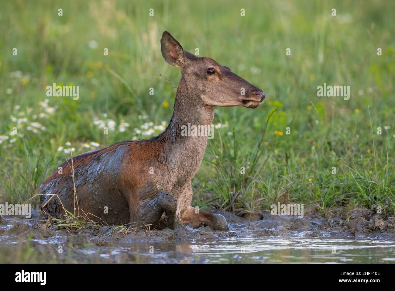 Red deer female wallowing in mud in summertime nature Stock Photo - Alamy