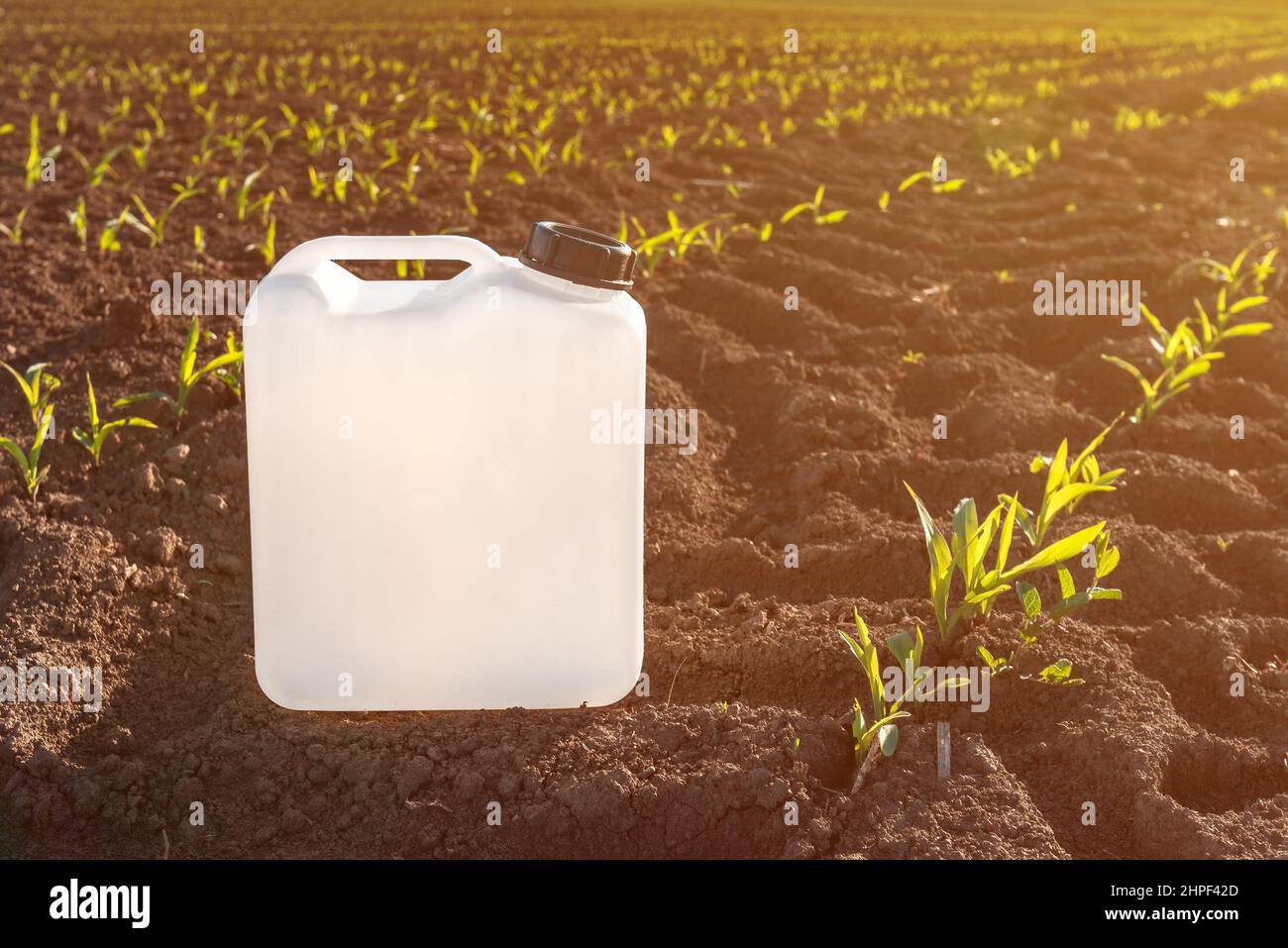 Herbicide canister can in corn field, crop protection concept Stock ...