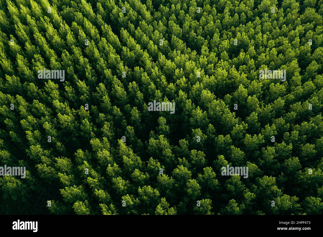 Green forest from above, aerial drone photography of deciduous treetops ...