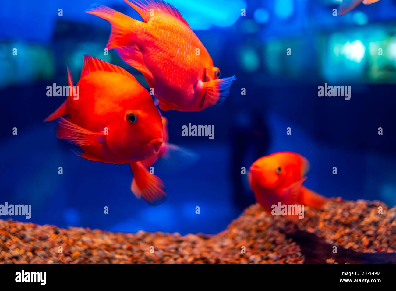tropical fish in the aquarium fish red parrot Stock Photo - Alamy