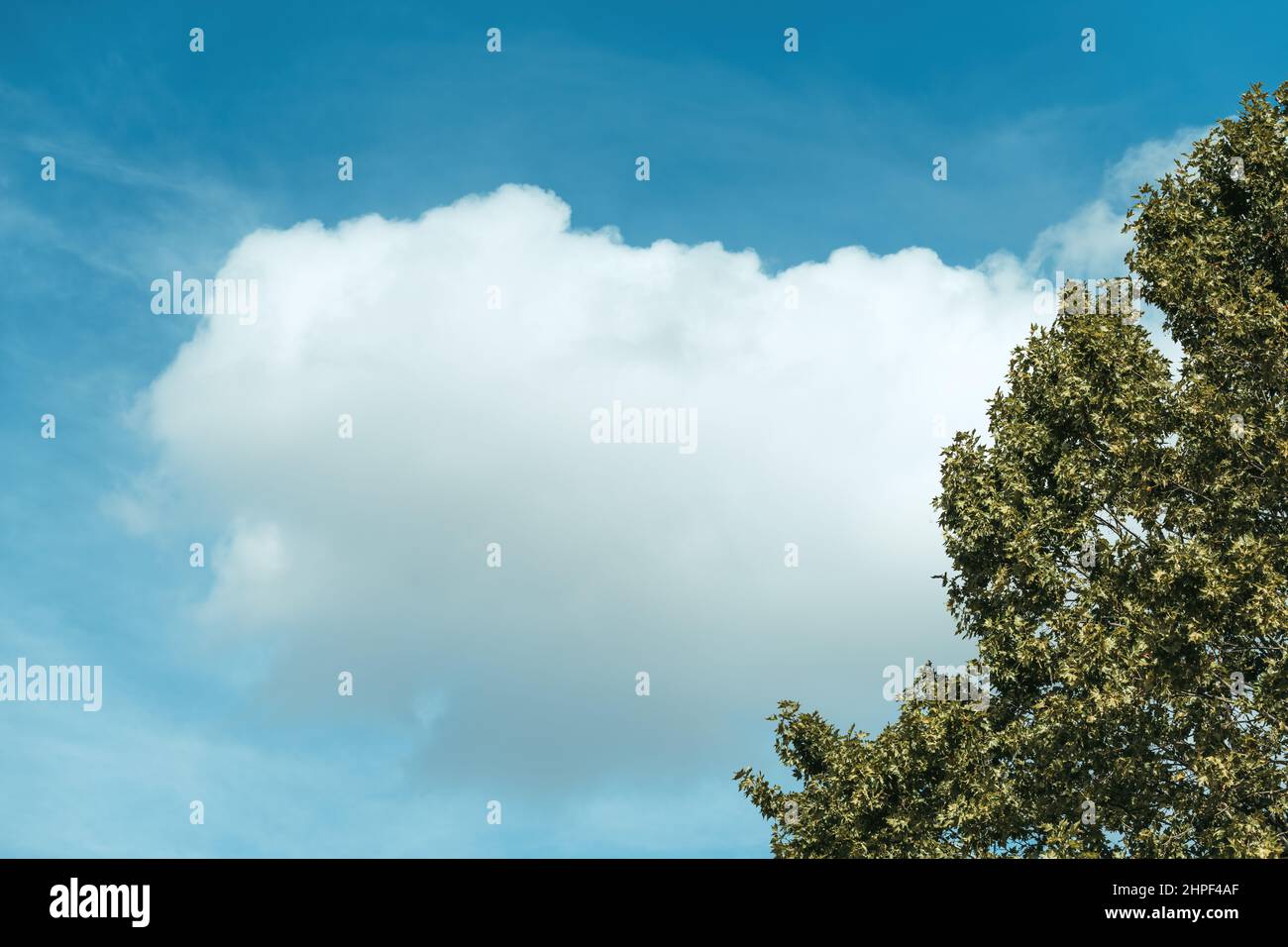 Green treetop and white cloud on blue sky, nature and environment ...
