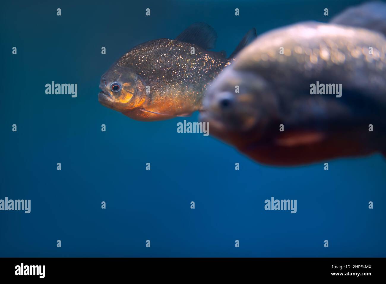 tropical fish in the aquarium dangerous piranhas Stock Photo - Alamy