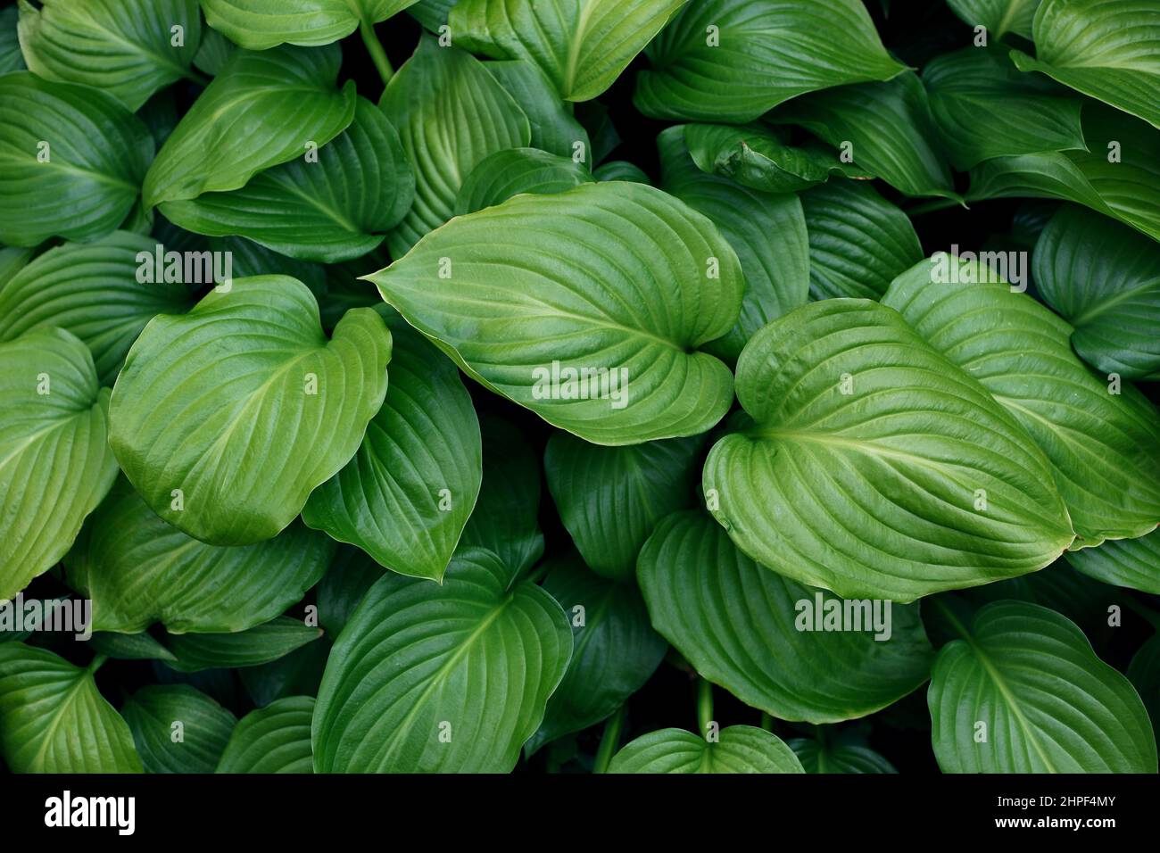 Green leaves texture. Leaf texture background Stock Photo - Alamy
