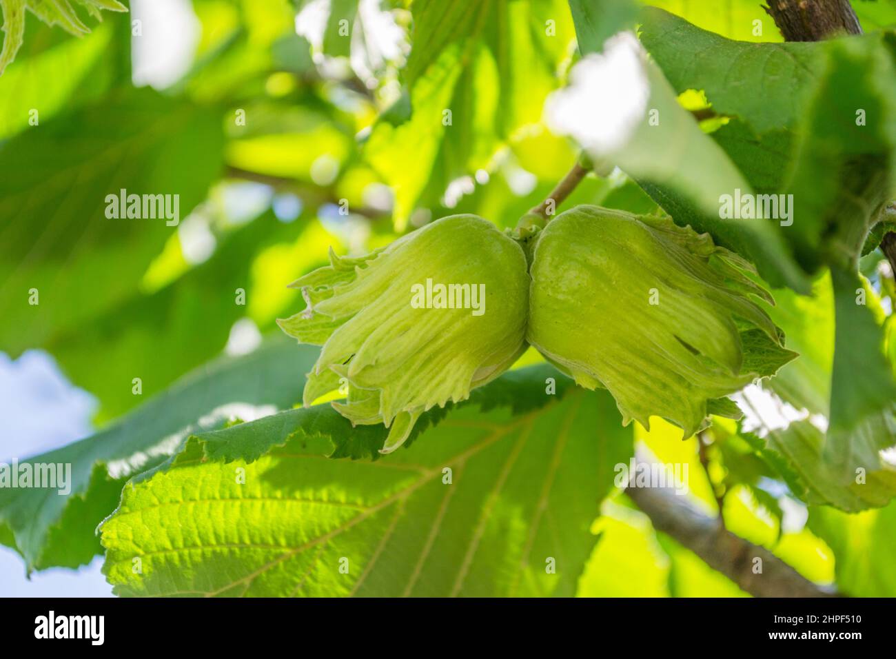 Mature fruits of hazelnut. Hazelnut tree canopy, with young fruit Stock ...