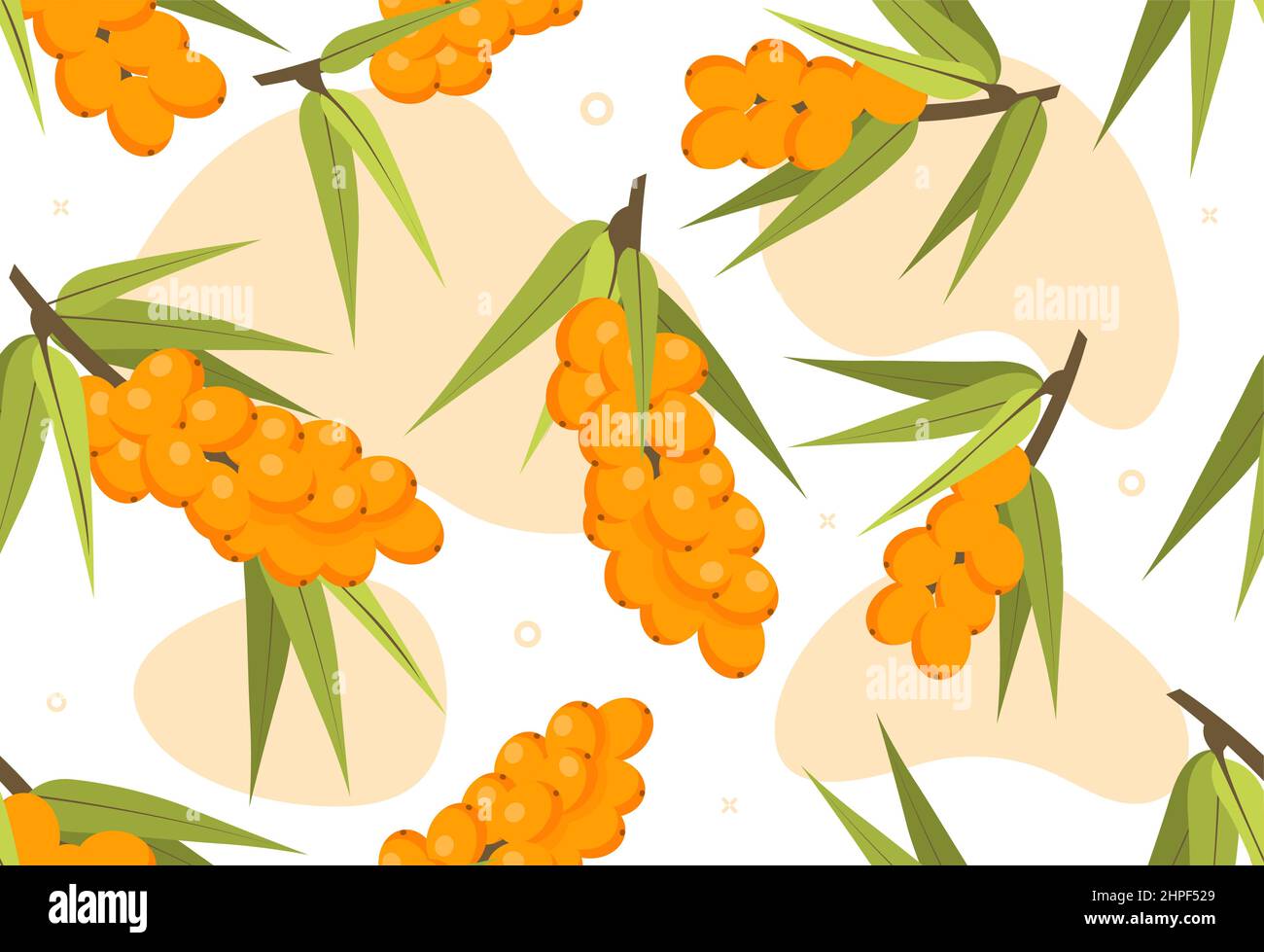 Sea buckthorn branch hand Stock Vector Images - Alamy