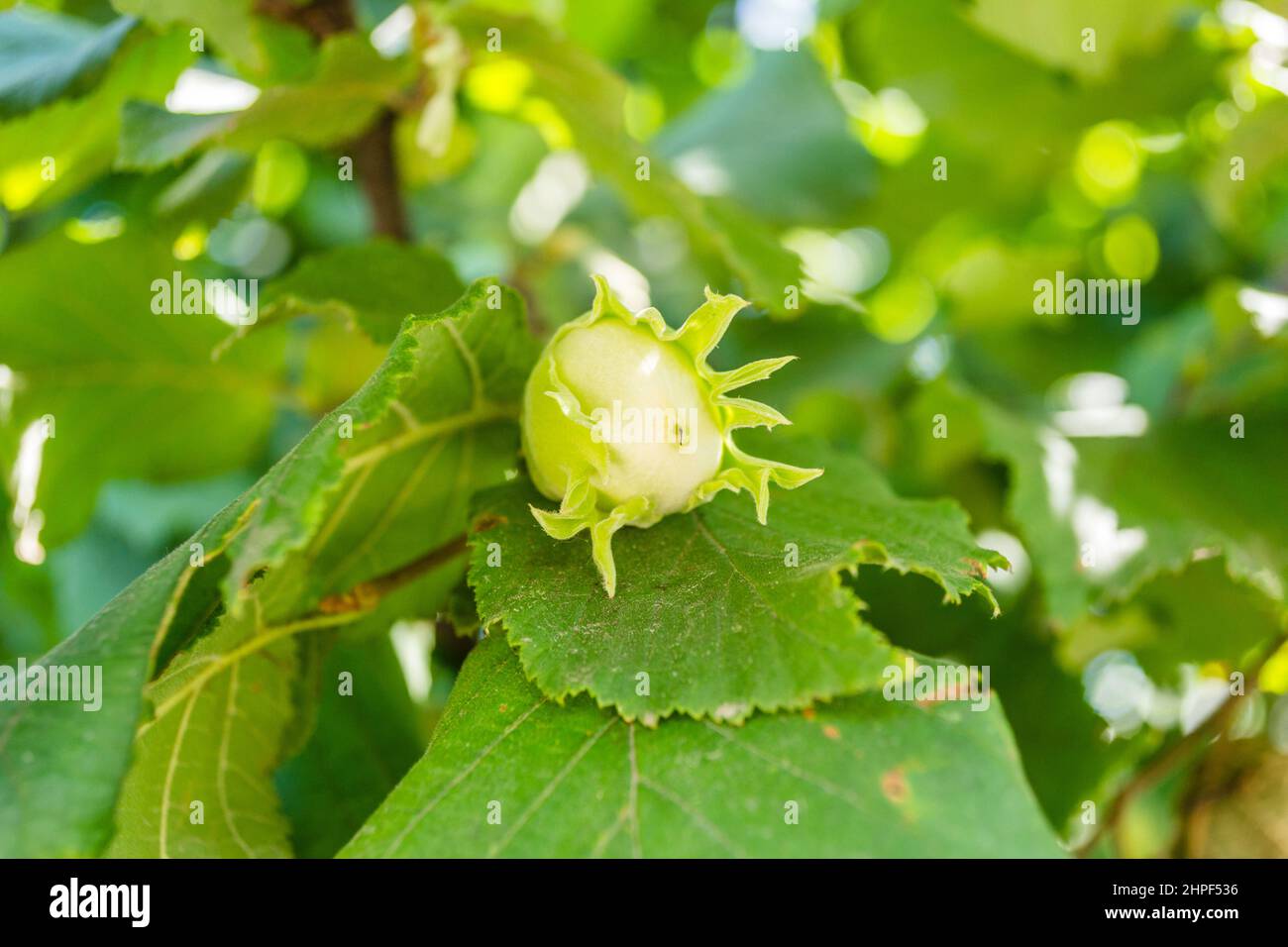 Mature fruits of hazelnut. Hazelnut tree canopy, with young fruit Stock ...