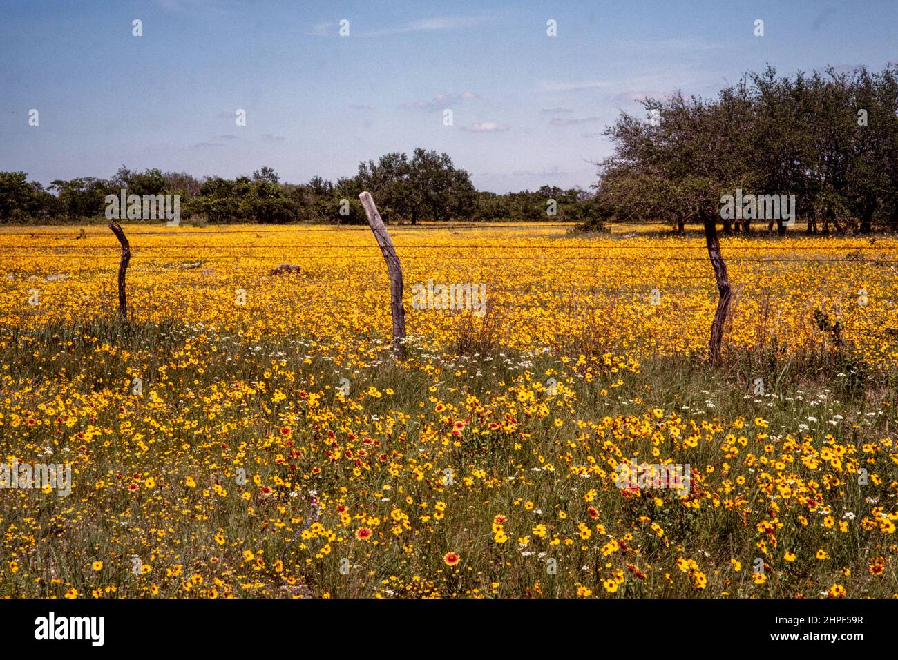 Colorful wildflowers in bloom in spring on a ranch in the Texas Hll ...