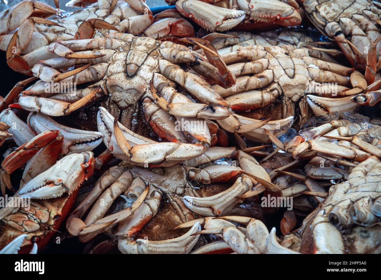 A bucket of Dungeness crabs on ice at Fisherman's Wharf in San ...