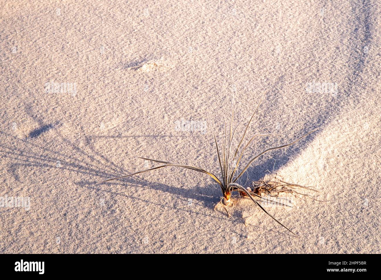 Morning frost on a soaptree yucca plant and on the white gypsum sand in ...