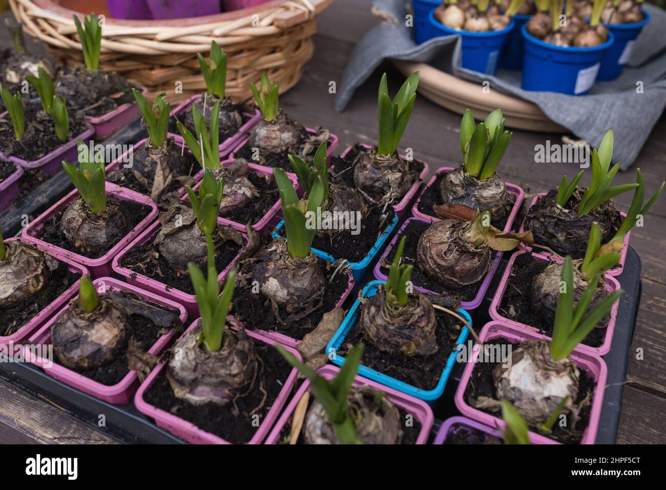 Bulbs and fresh sprouts of hyacinth flowers in plastic containers of ...
