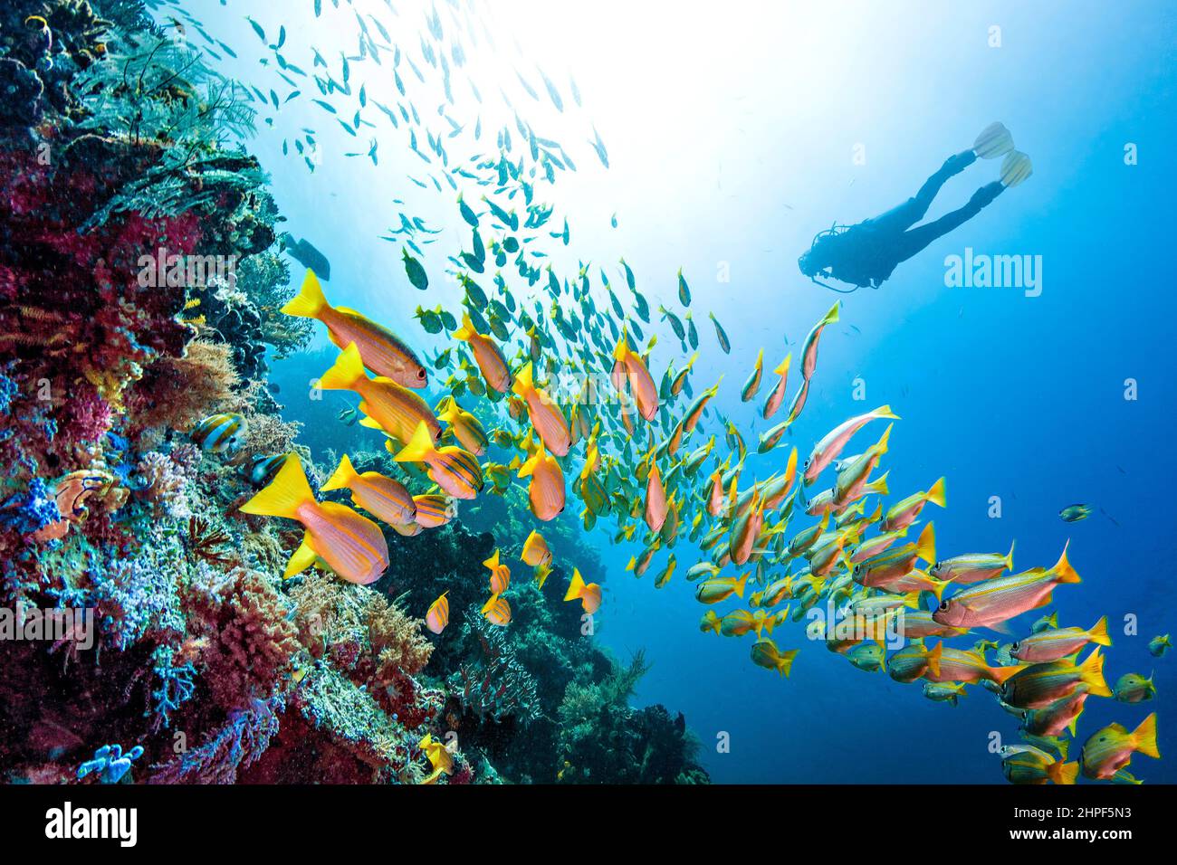 Yellowfin snapper hi-res stock photography and images - Alamy