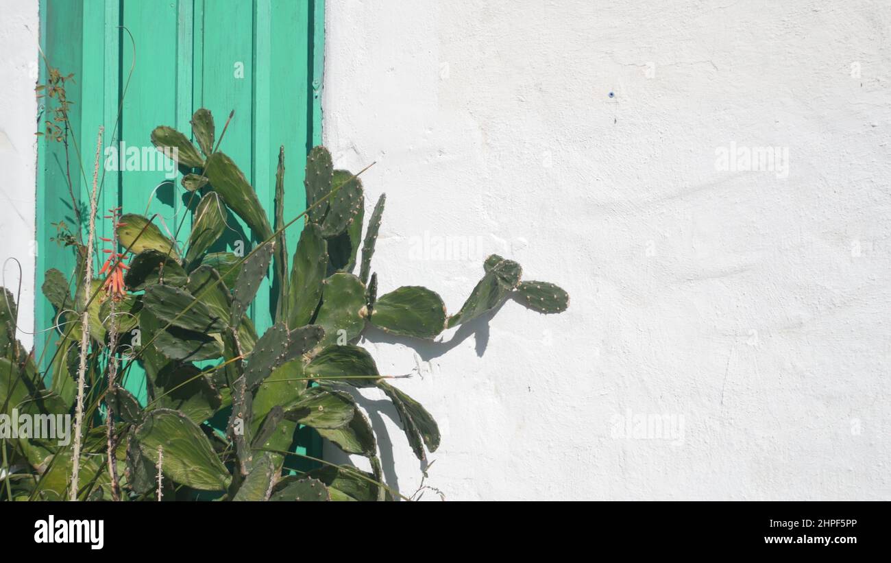 Succulent plant, cactus by white wall with green wooden window, mexican ...