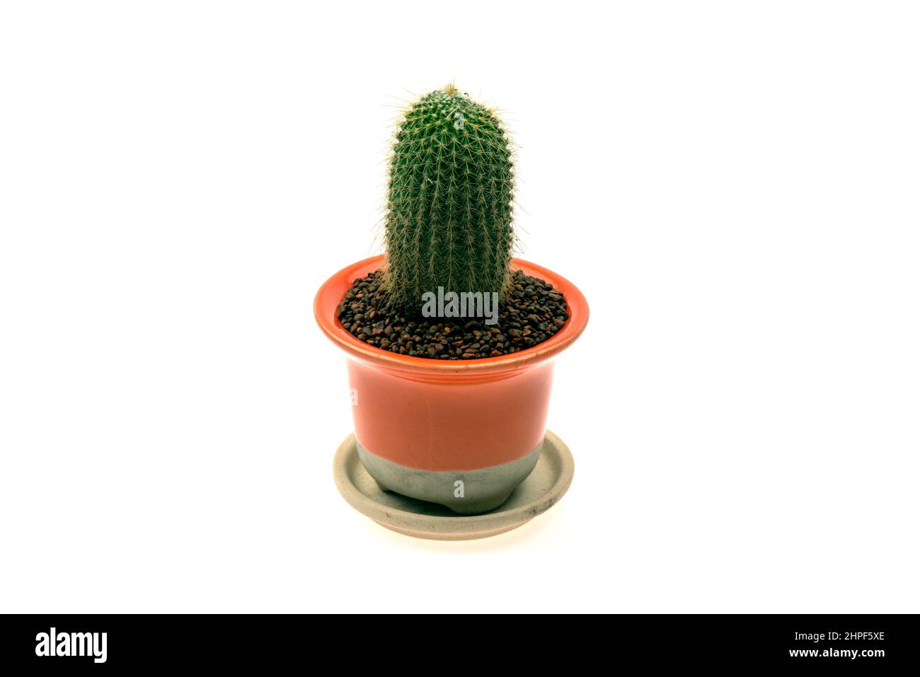 Cactus in a pot isolated on white the background Stock Photo - Alamy