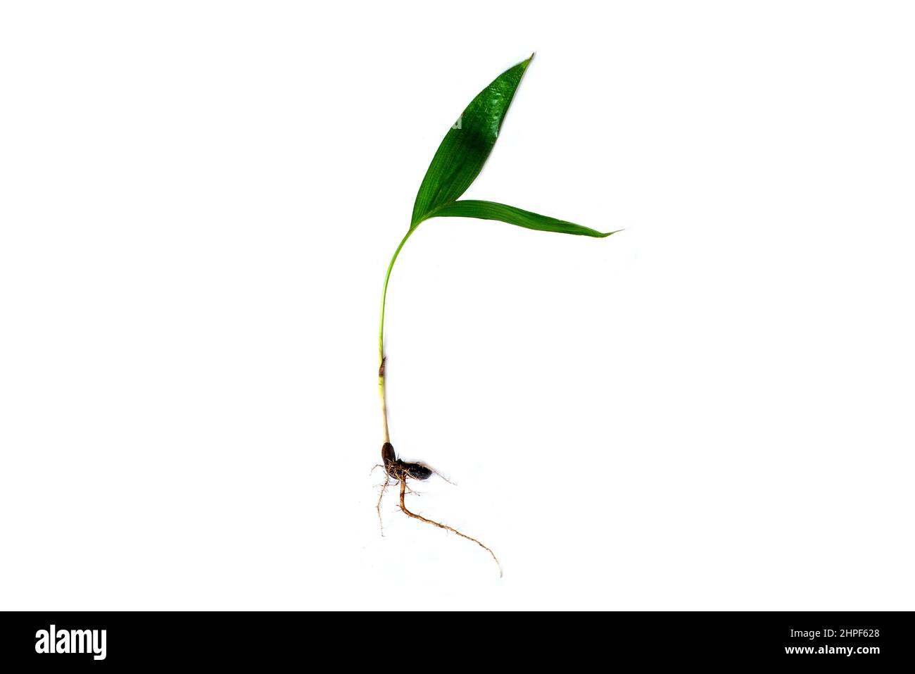 Oil palm tree with roots isolated on the white background Stock Photo ...