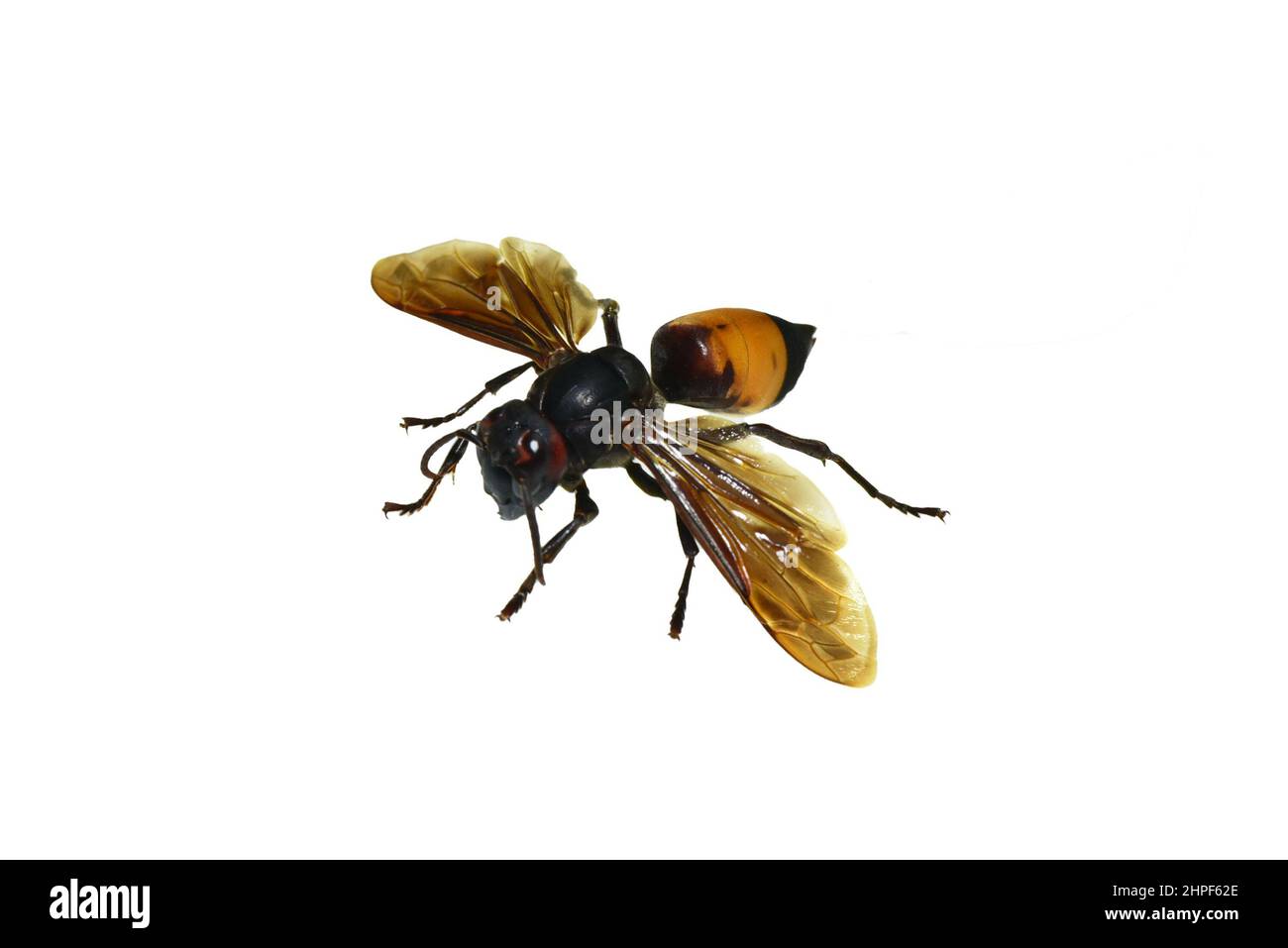 Wasp asian giants (wasp asia) isolated on the white background Stock ...
