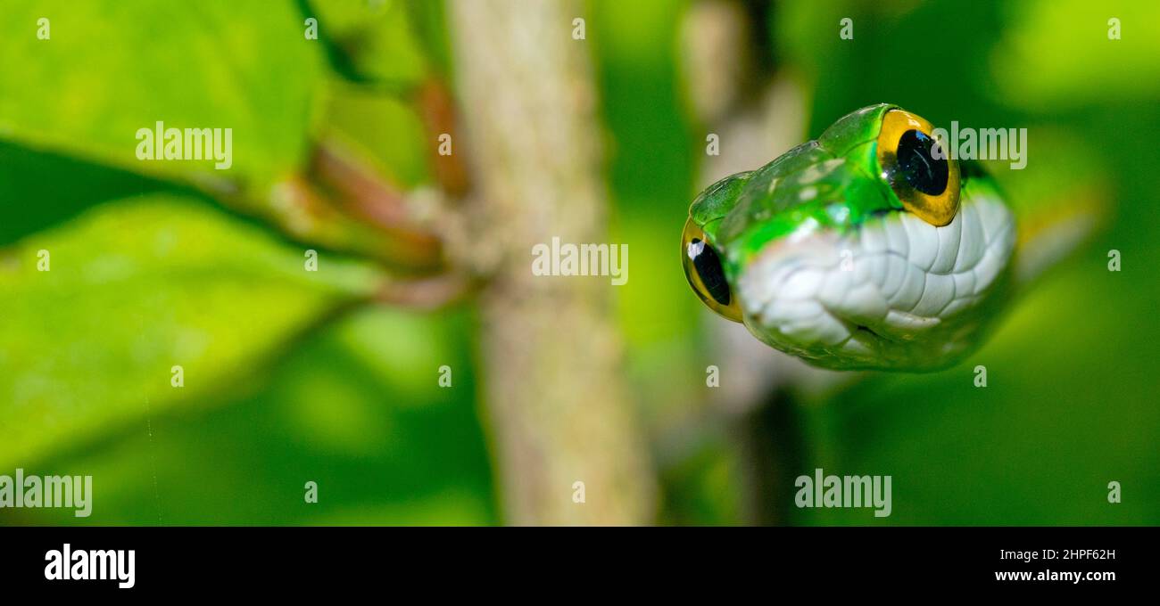 Parrot snake, Satiny Parrot Snake, Leptophis depressirostris, Tropical ...