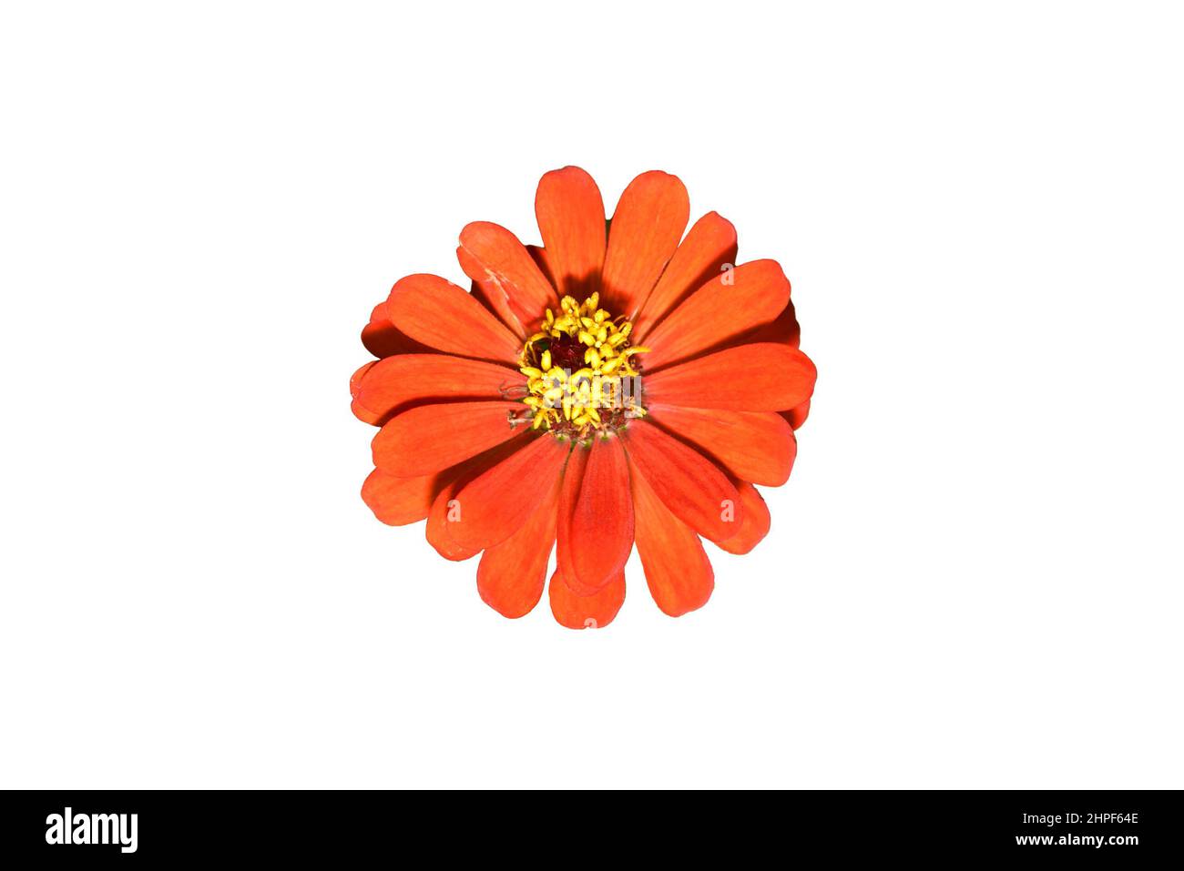 Red zinnia elegans flower Cut Out Stock Images & Pictures - Alamy