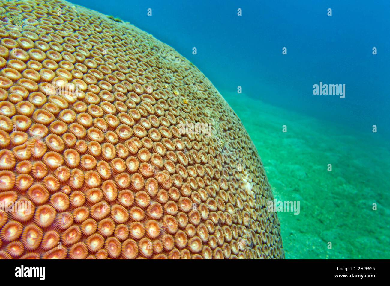 Boulder Coral, Reef Building Coral, Stony Coral, Branching Coral ...