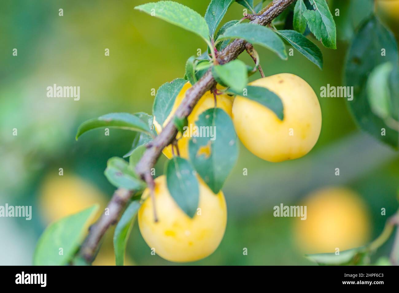 Ripe yellow plum fruits in the canopy of a tree on a branch Stock Photo ...