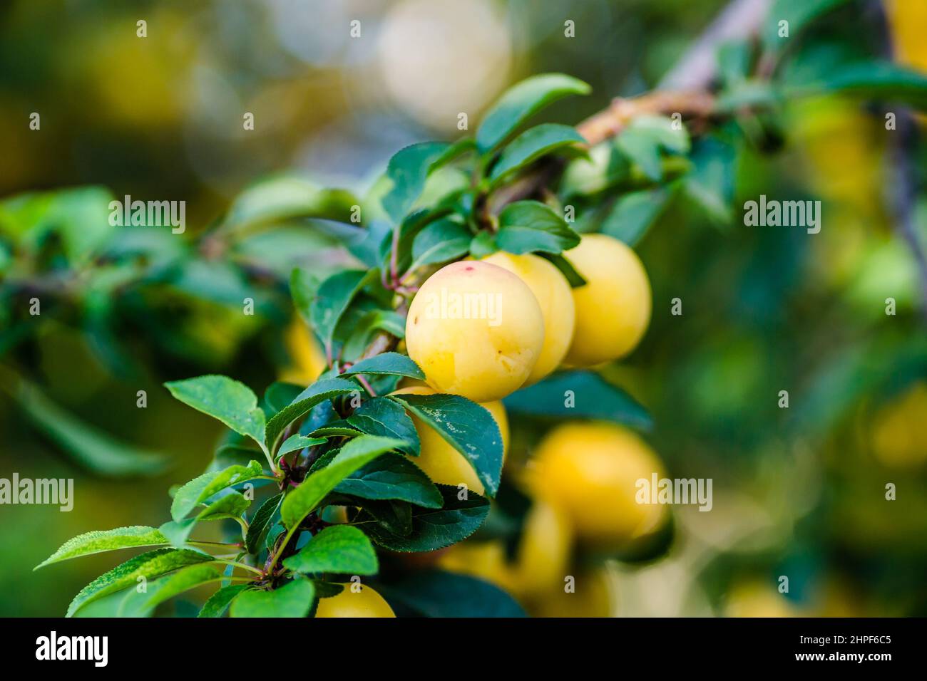 Ripe yellow plum fruits in the canopy of a tree on a branch Stock Photo ...