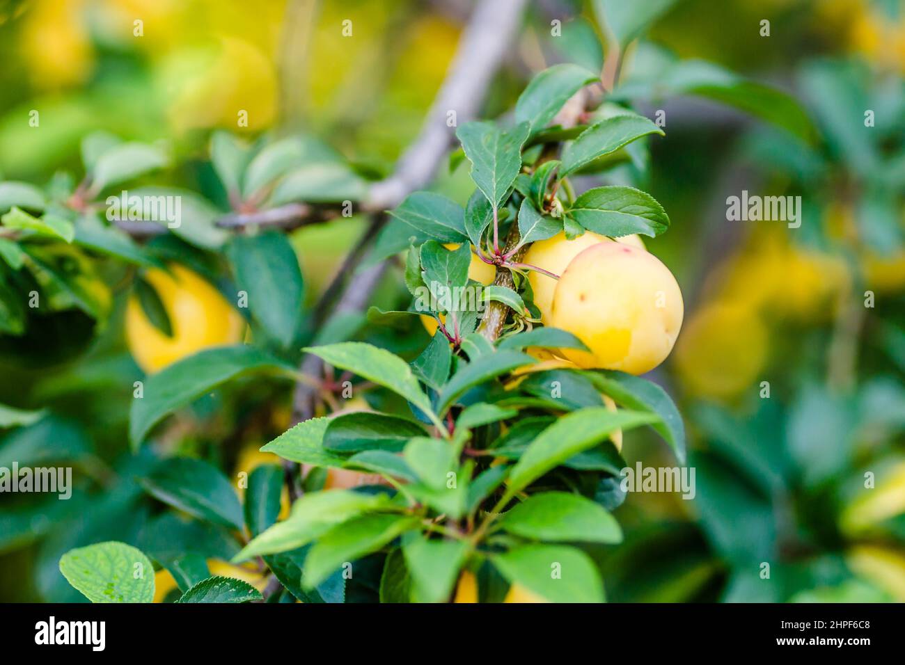 Ripe yellow plum fruits in the canopy of a tree on a branch Stock Photo ...