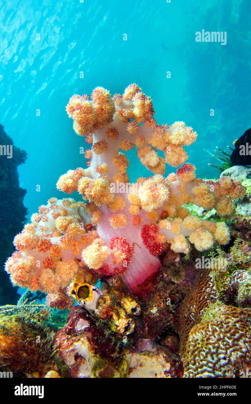 Multi-branched Trees Soft Coral, Coral Reef, Lembeh, North Sulawesi ...