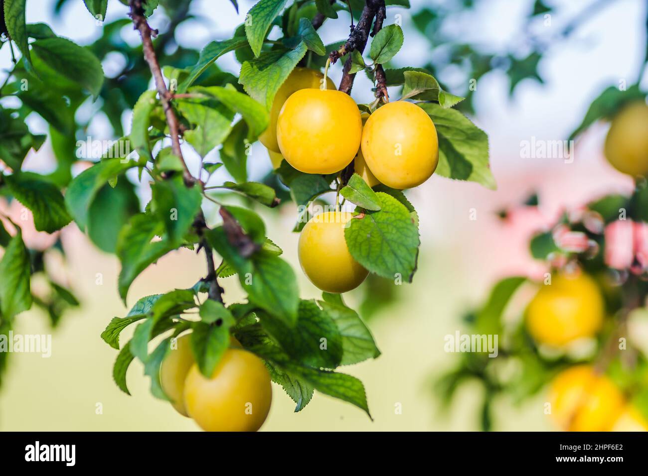 Ripe yellow plum fruits in the canopy of a tree on a branch Stock Photo ...
