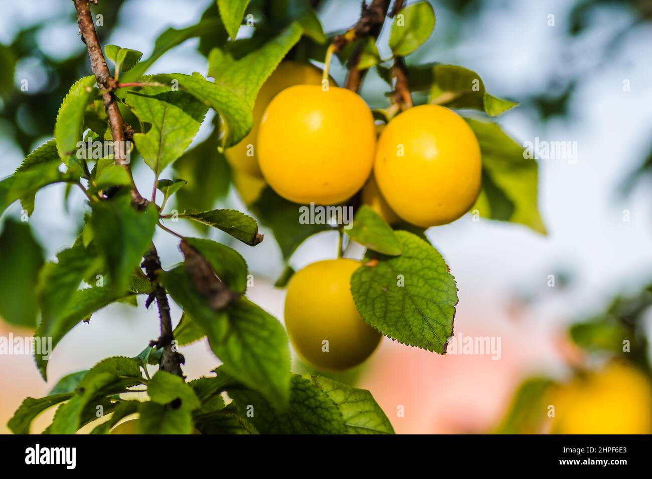 Ripe yellow plum fruits in the canopy of a tree on a branch Stock Photo ...