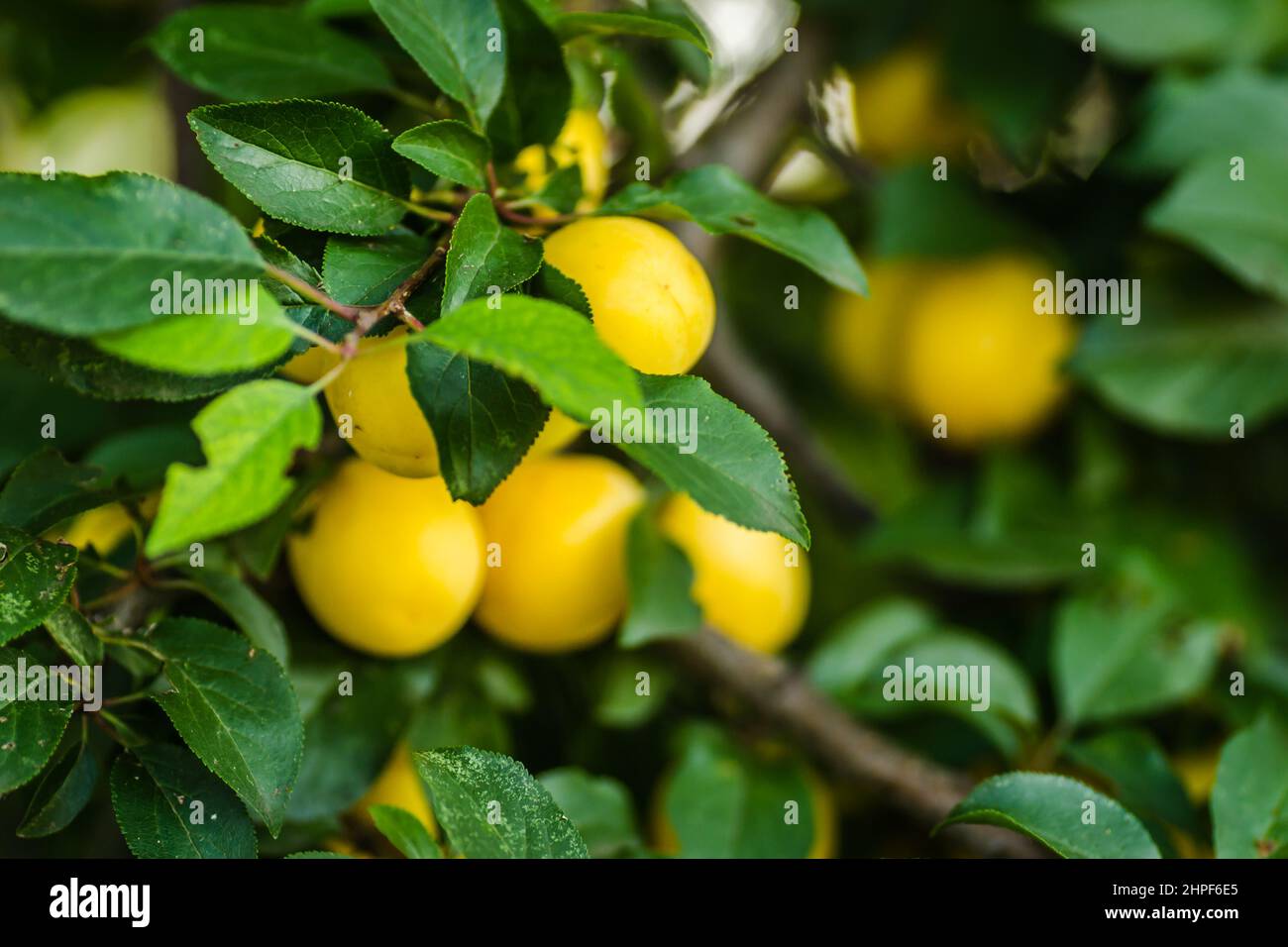 Ripe yellow plum fruits in the canopy of a tree on a branch Stock Photo ...