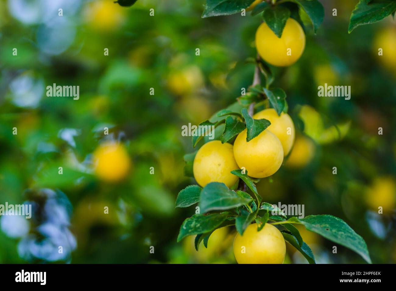 Ripe yellow plum fruits in the canopy of a tree on a branch Stock Photo ...