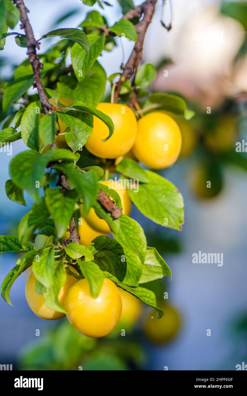 Ripe yellow plum fruits in the canopy of a tree on a branch Stock Photo ...