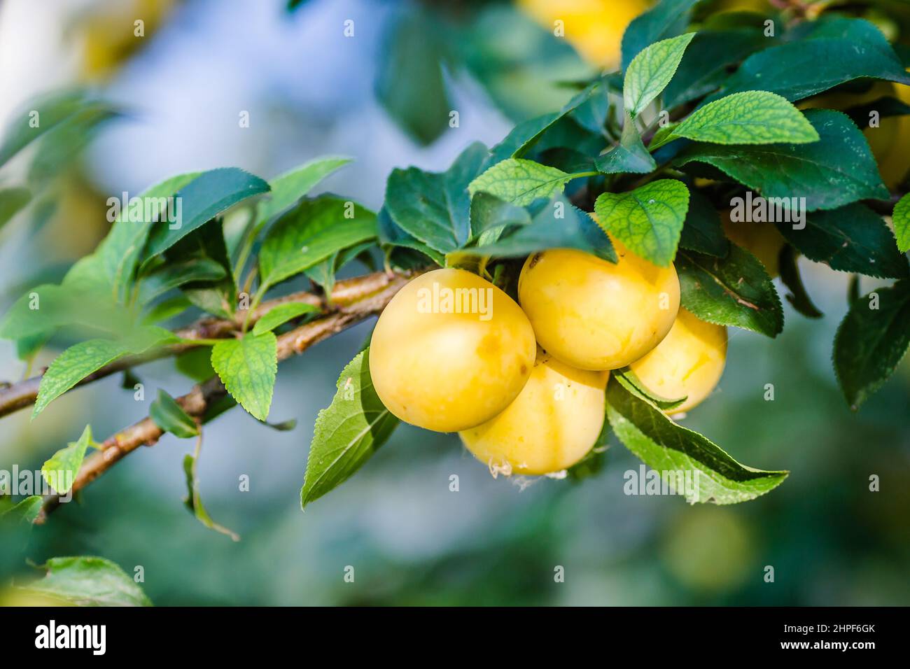 Ripe yellow plum fruits in the canopy of a tree on a branch Stock Photo ...
