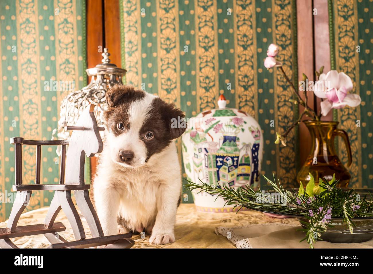 Old style collie hi-res stock photography and images - Alamy