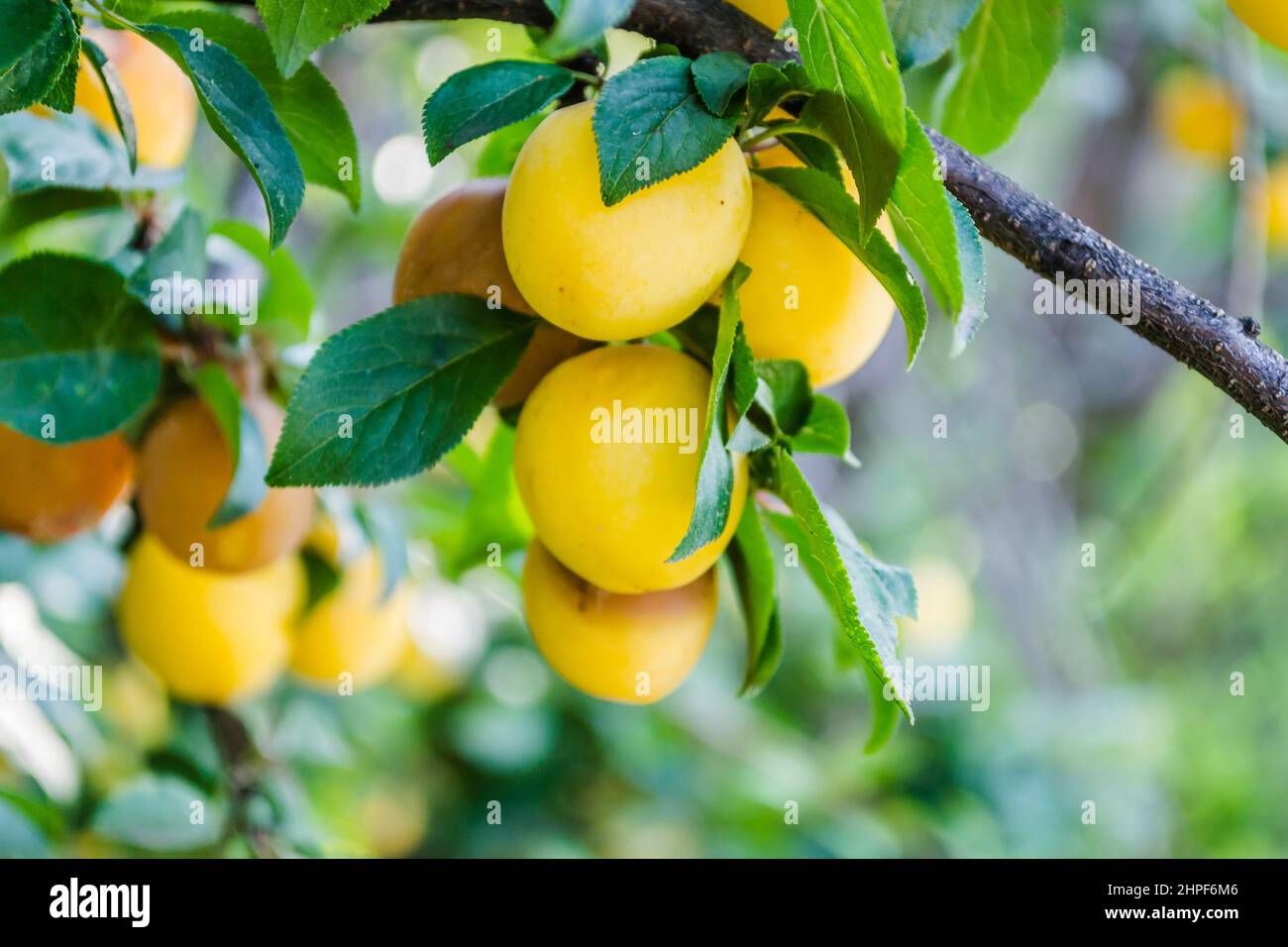 Ripe yellow plum fruits in the canopy of a tree on a branch Stock Photo ...