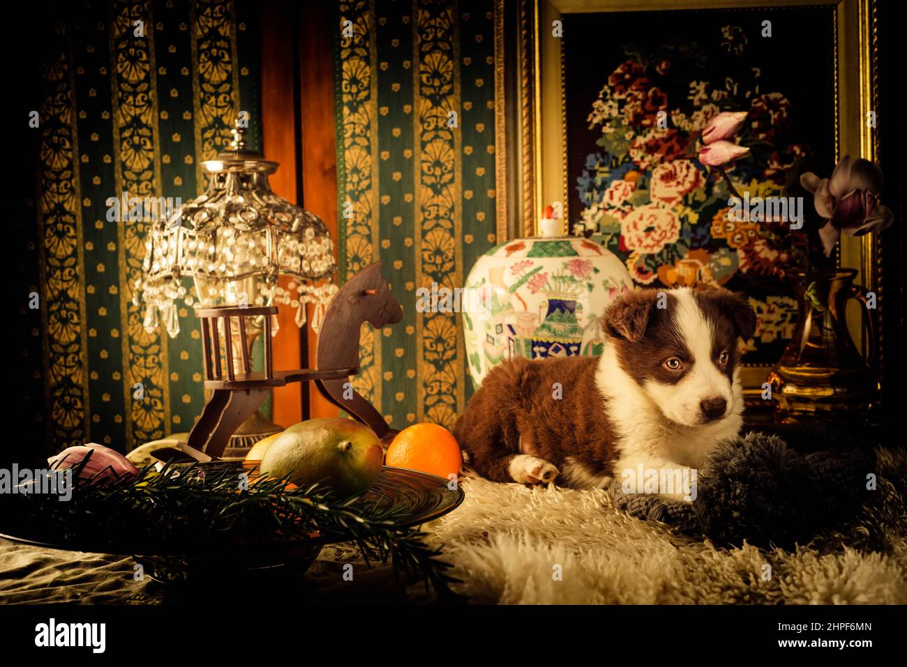 Dog pet border collie dog in a home with art deco decoration, vintage ...