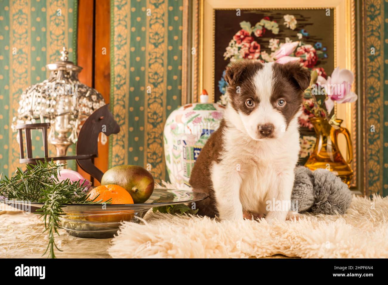 Small pet brown and white border collie dog in a home with art deco ...