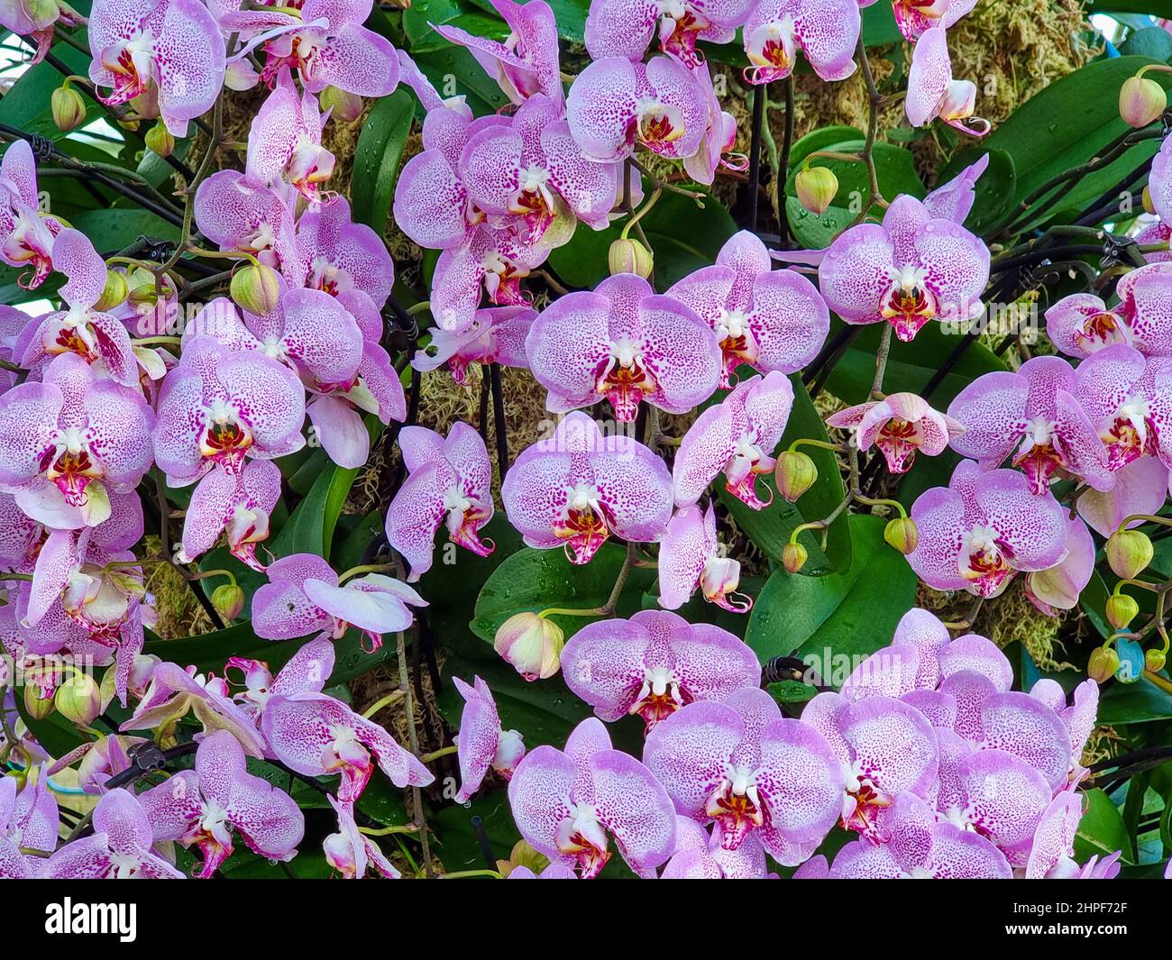 Large display of flowering pink or Stock Photo - Alamy