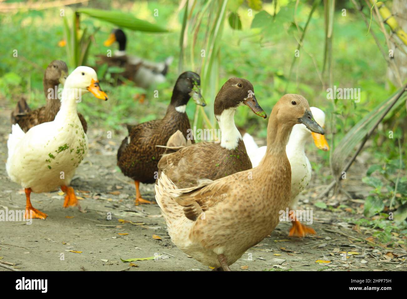 Bengali native duck of different colors Stock Photo - Alamy